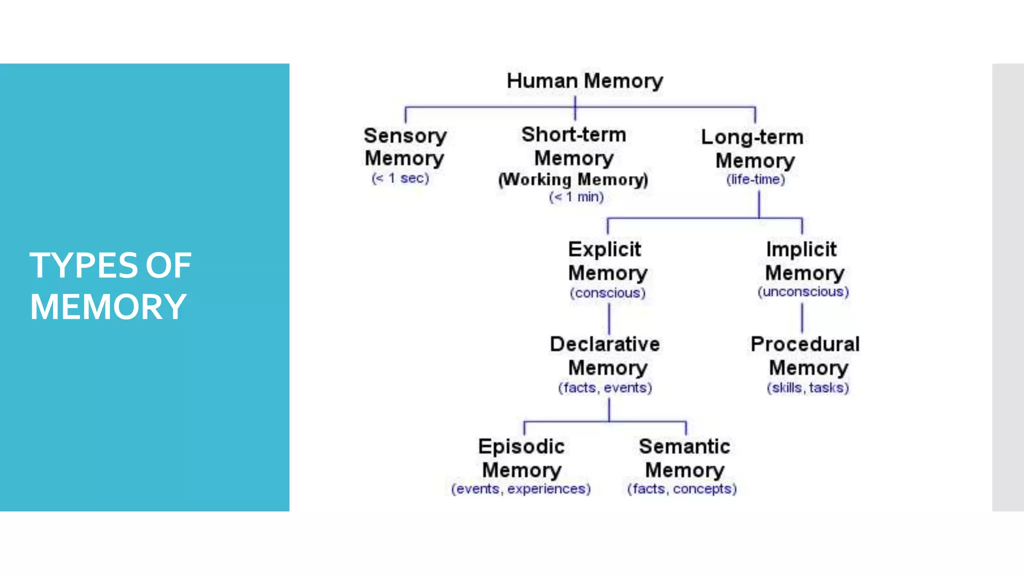 Neurophysiology of memory.pptx