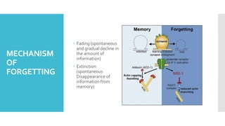 Neurophysiology of memory.pptx