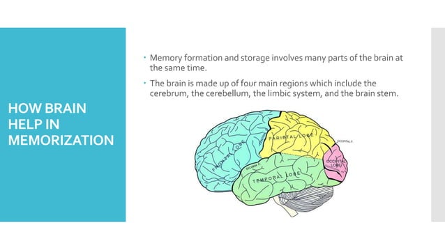 Neurophysiology of memory.pptx | Brain and Nervous System Disorders ...