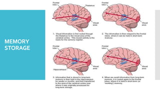 Neurophysiology of memory.pptx