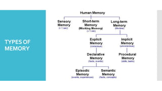 Neurophysiology of memory.pptx