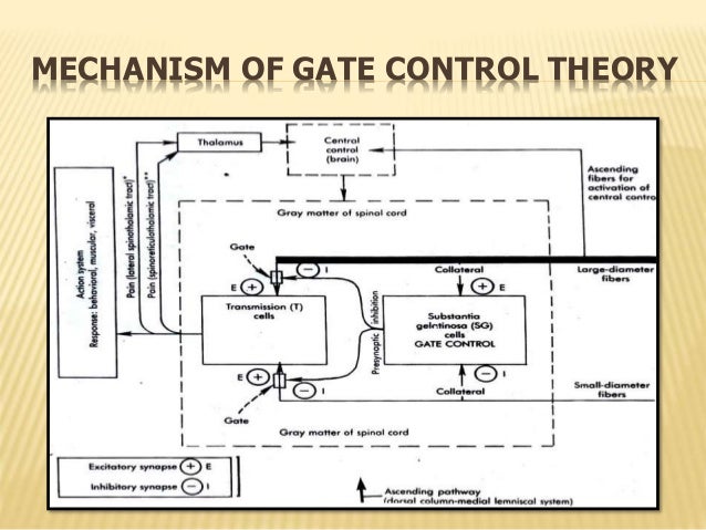Gate Control Mechanism Of Pain