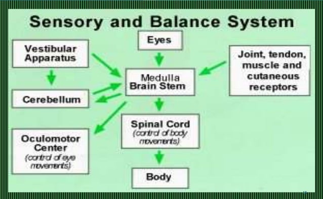neurophysiology of posture-bishal_2014.pptx