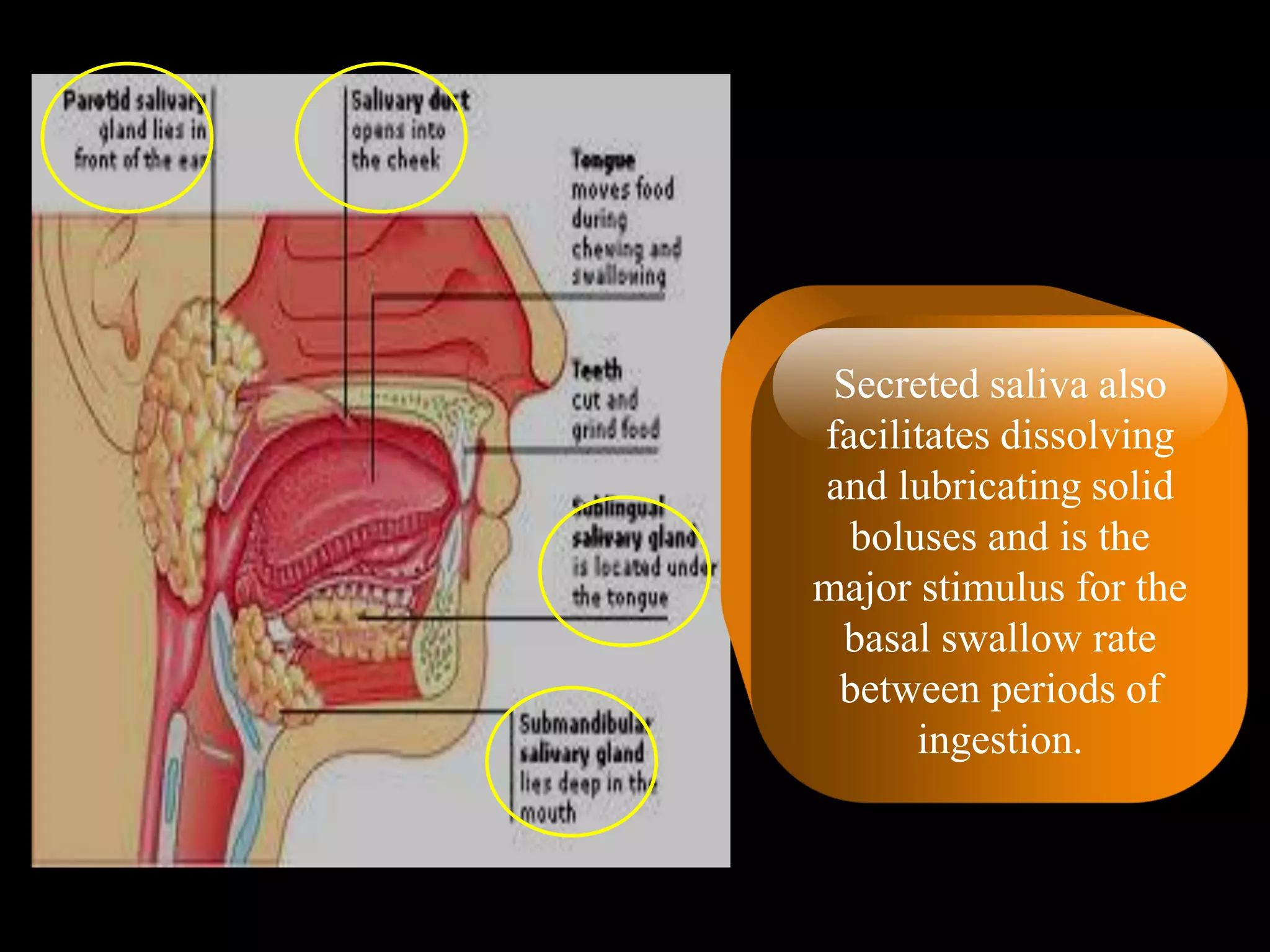 Anatomy and Neurophysiology of Swallowing | PDF