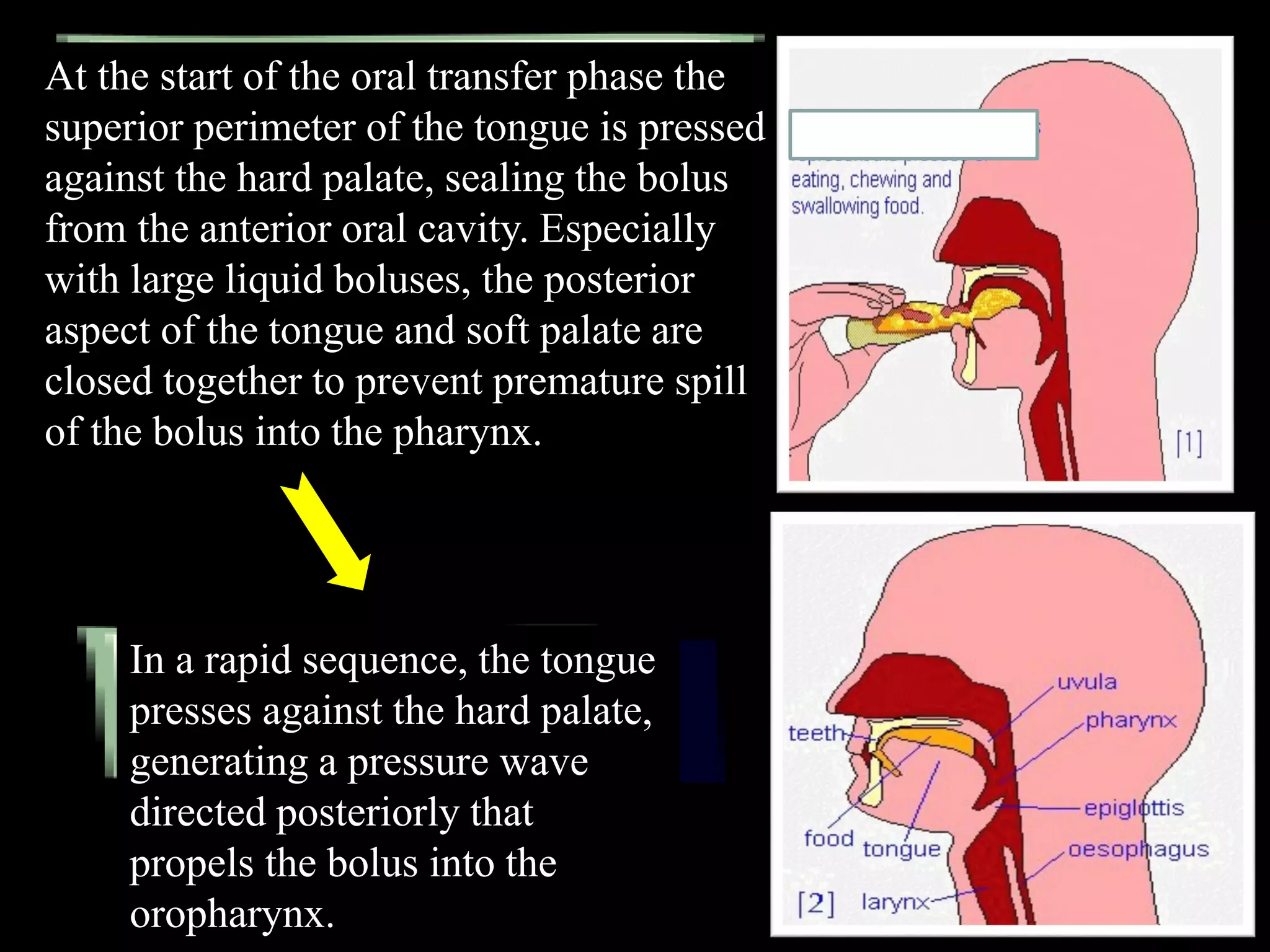 Anatomy and Neurophysiology of Swallowing | PDF