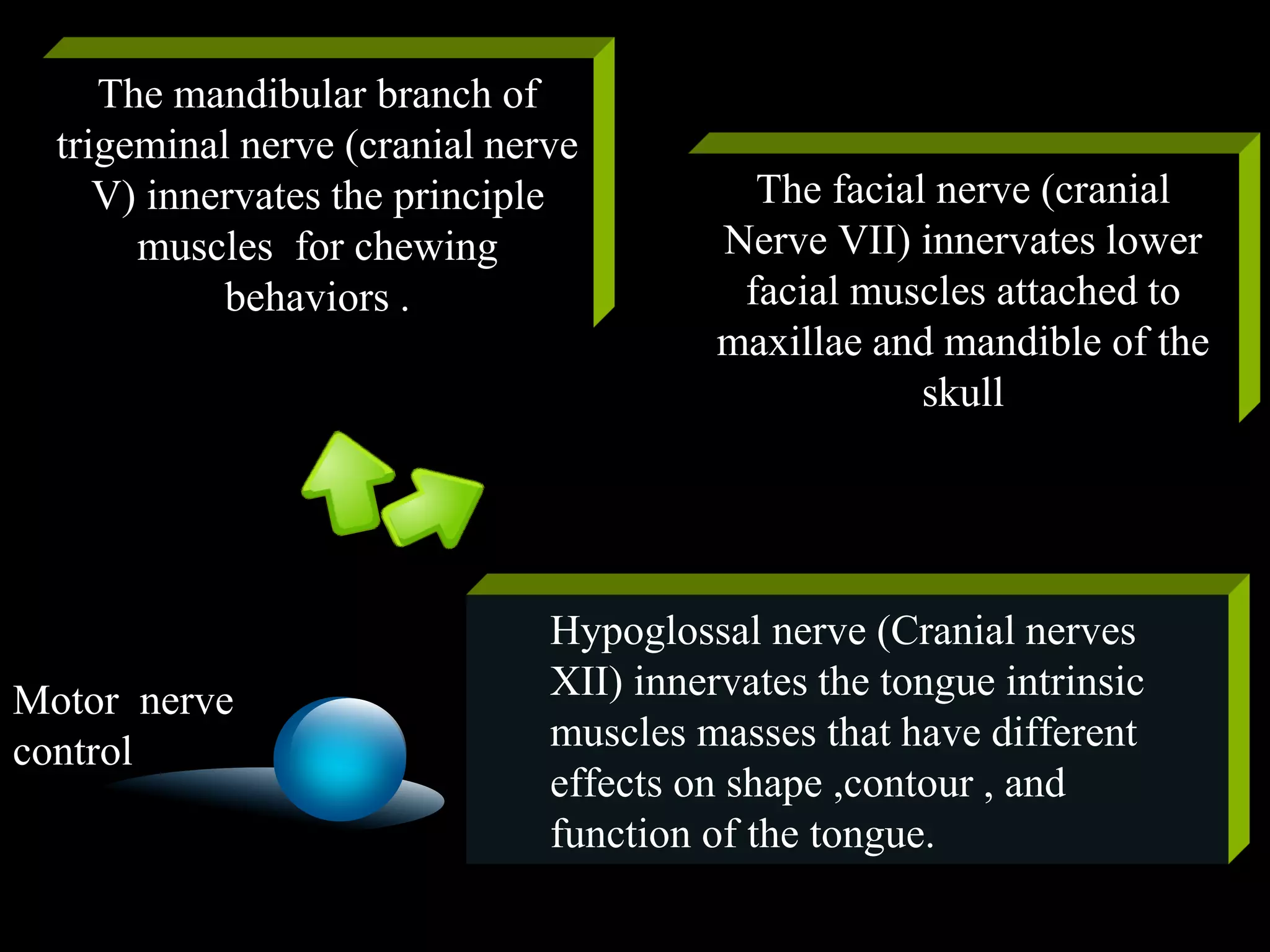 Anatomy and Neurophysiology of Swallowing | PDF