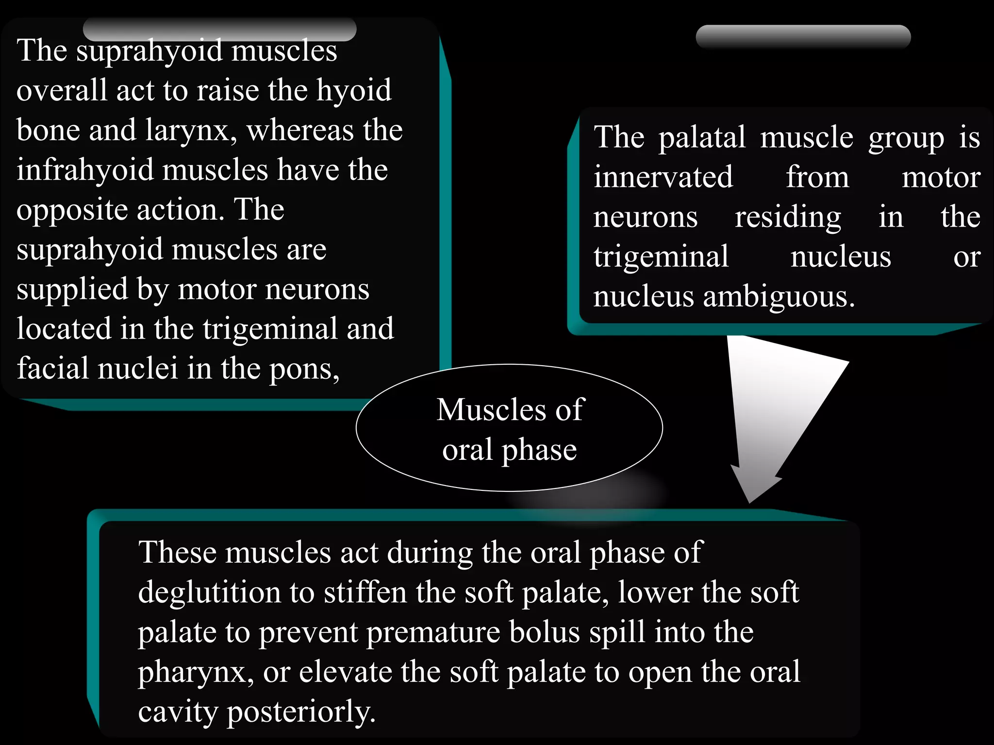 Anatomy and Neurophysiology of Swallowing | PDF