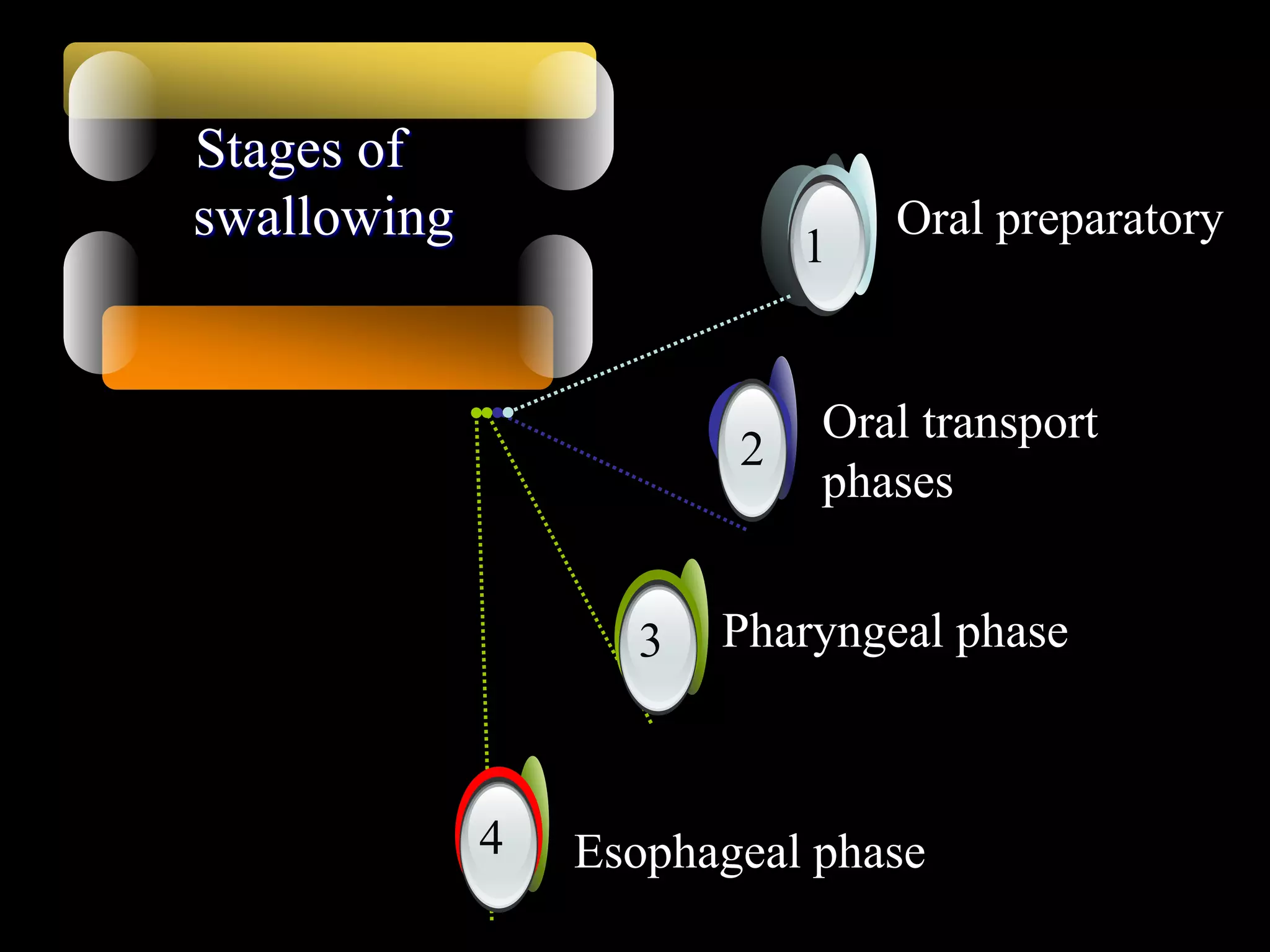 Anatomy and Neurophysiology of Swallowing | PDF