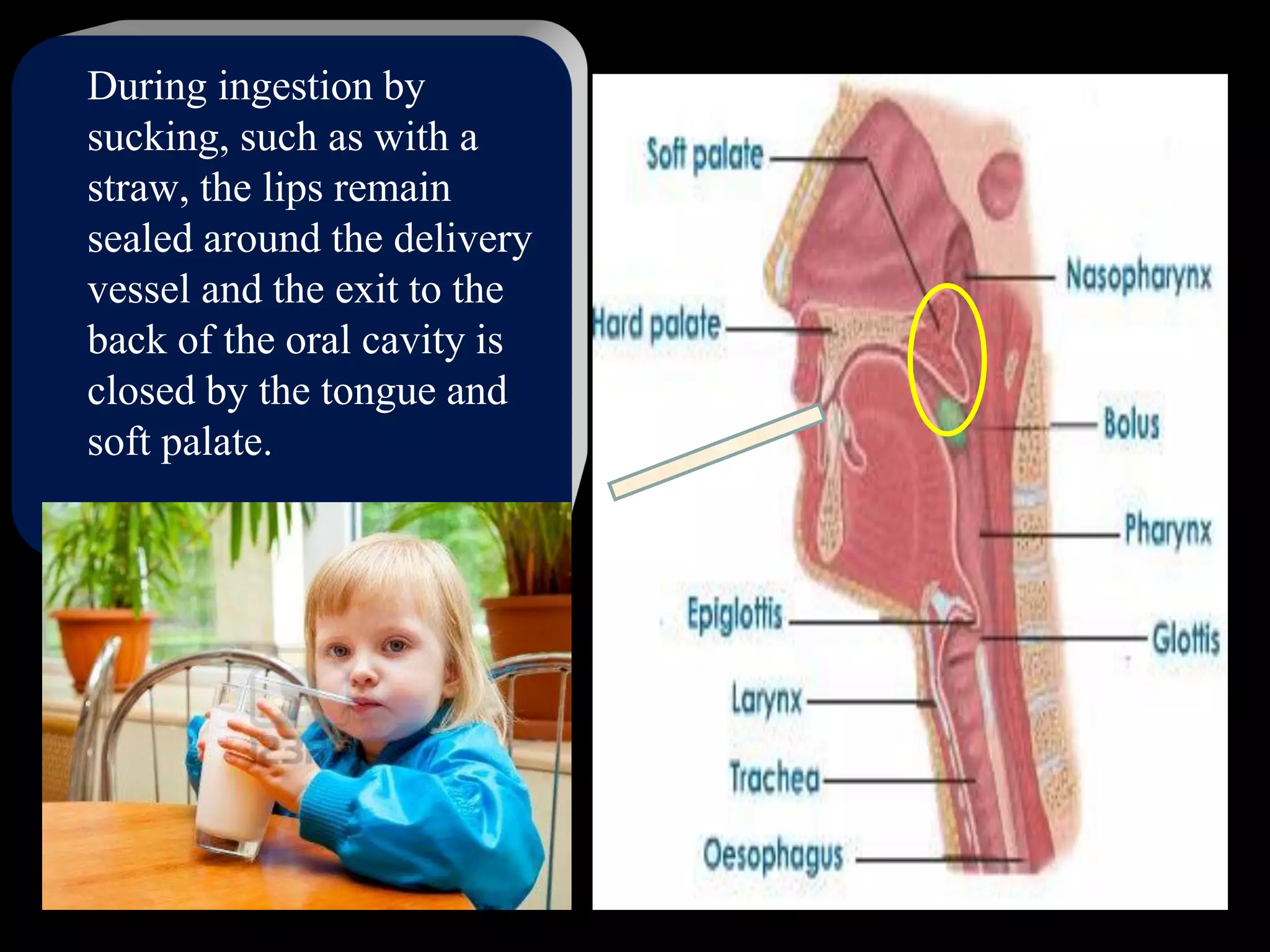 Anatomy and Neurophysiology of Swallowing | PDF