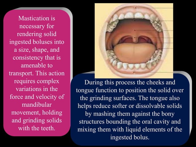 Anatomy and Neurophysiology of Swallowing | PDF