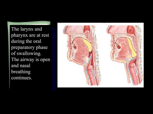 Anatomy and Neurophysiology of Swallowing | PDF