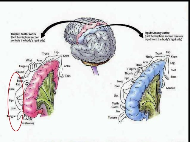Anatomy and Neurophysiology of Swallowing | PDF