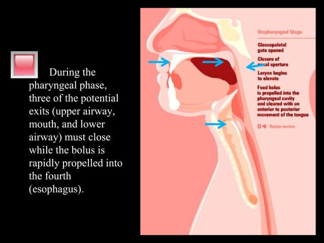 Anatomy and Neurophysiology of Swallowing | PDF