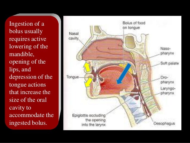 Anatomy and Neurophysiology of Swallowing