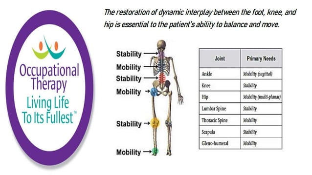 Neurophysiology part 10 Postural Orientation | PPTX
