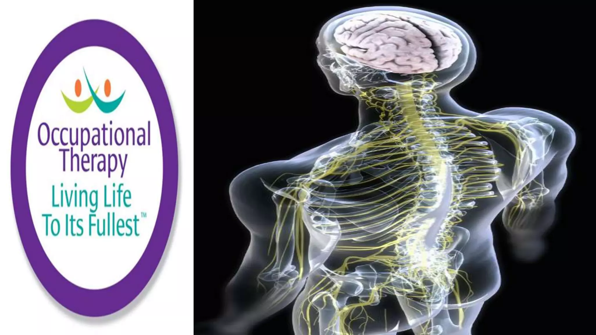 Neurophysiology part 1 Neuromuscular System | PPTX
