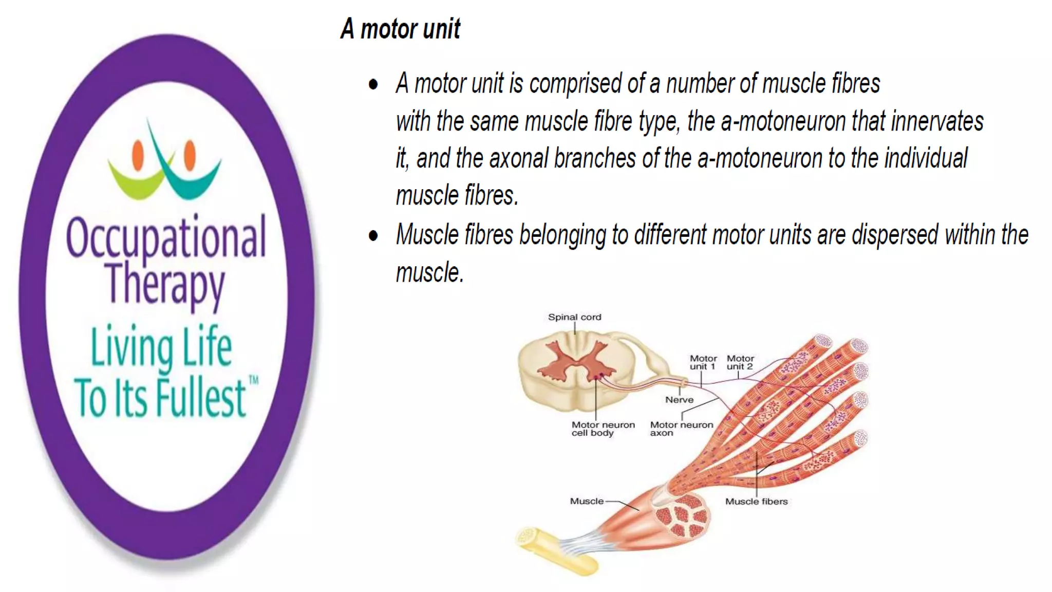 Neurophysiology part 1 Neuromuscular System | PPTX
