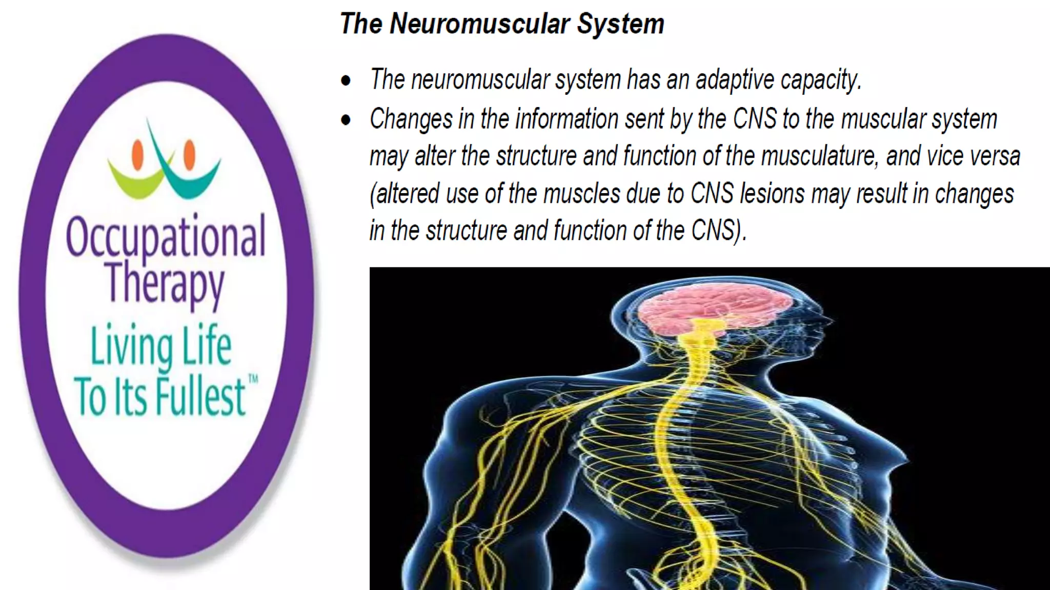 Neurophysiology part 1 Neuromuscular System | PPTX