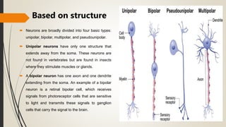 Neurophysiology | PPTX