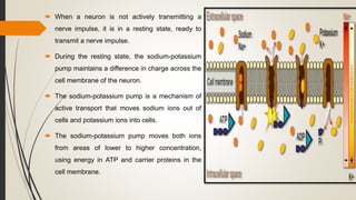 Neurophysiology | PPTX