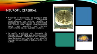 Envejecimiento Cerebral | PPTX