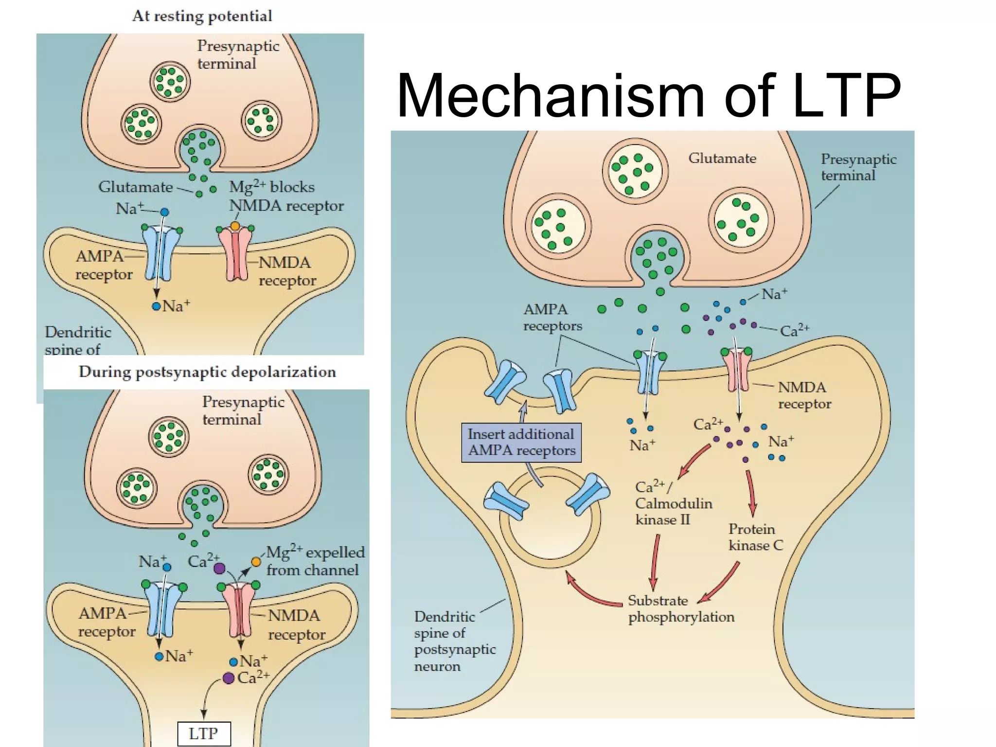 Neuroplasticity | PPT