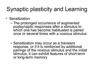 Neuroplasticity | PPT
