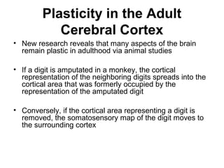 Neuroplasticity | PPT