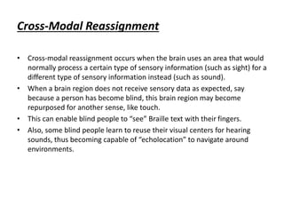 Neuroplasticity.pptx