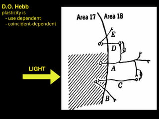 Neuroplasticity-History-Concepts-and-Mechanisms.pptx