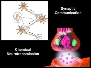 Neuroplasticity-History-Concepts-and-Mechanisms.pptx
