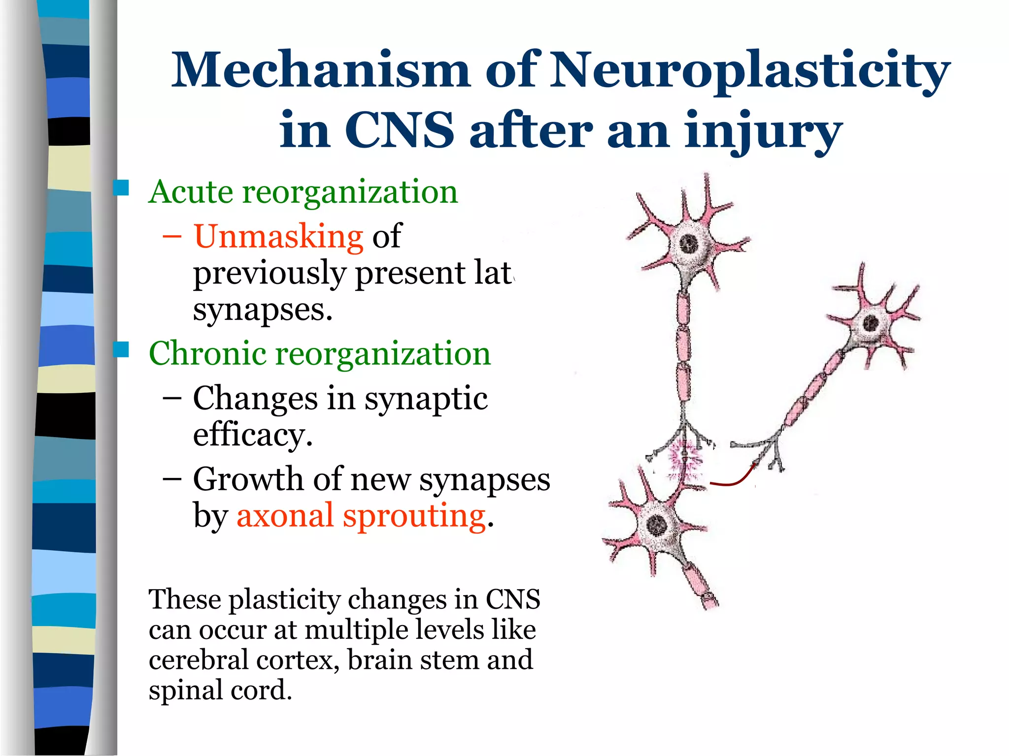 Neuroplasticity | PPT