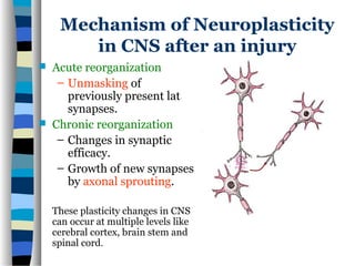 Neuroplasticity | PPT