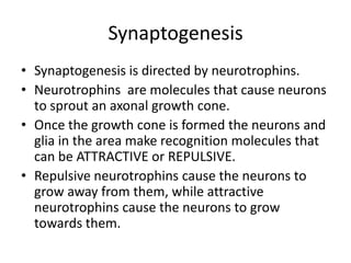 Neuroplasticity and neurodegeneration | PPTX