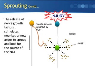 Introduction to Neuroplasticity & its application in neuro ...