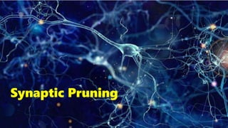 Neuroplasticity | PPT