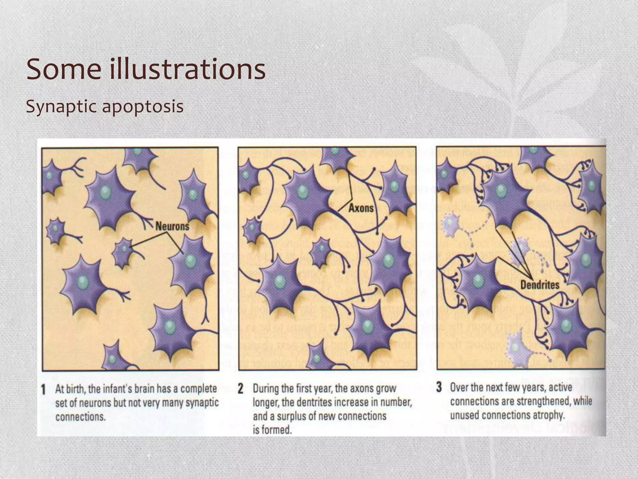 Neuroplasticity Psychology IB | PPTX