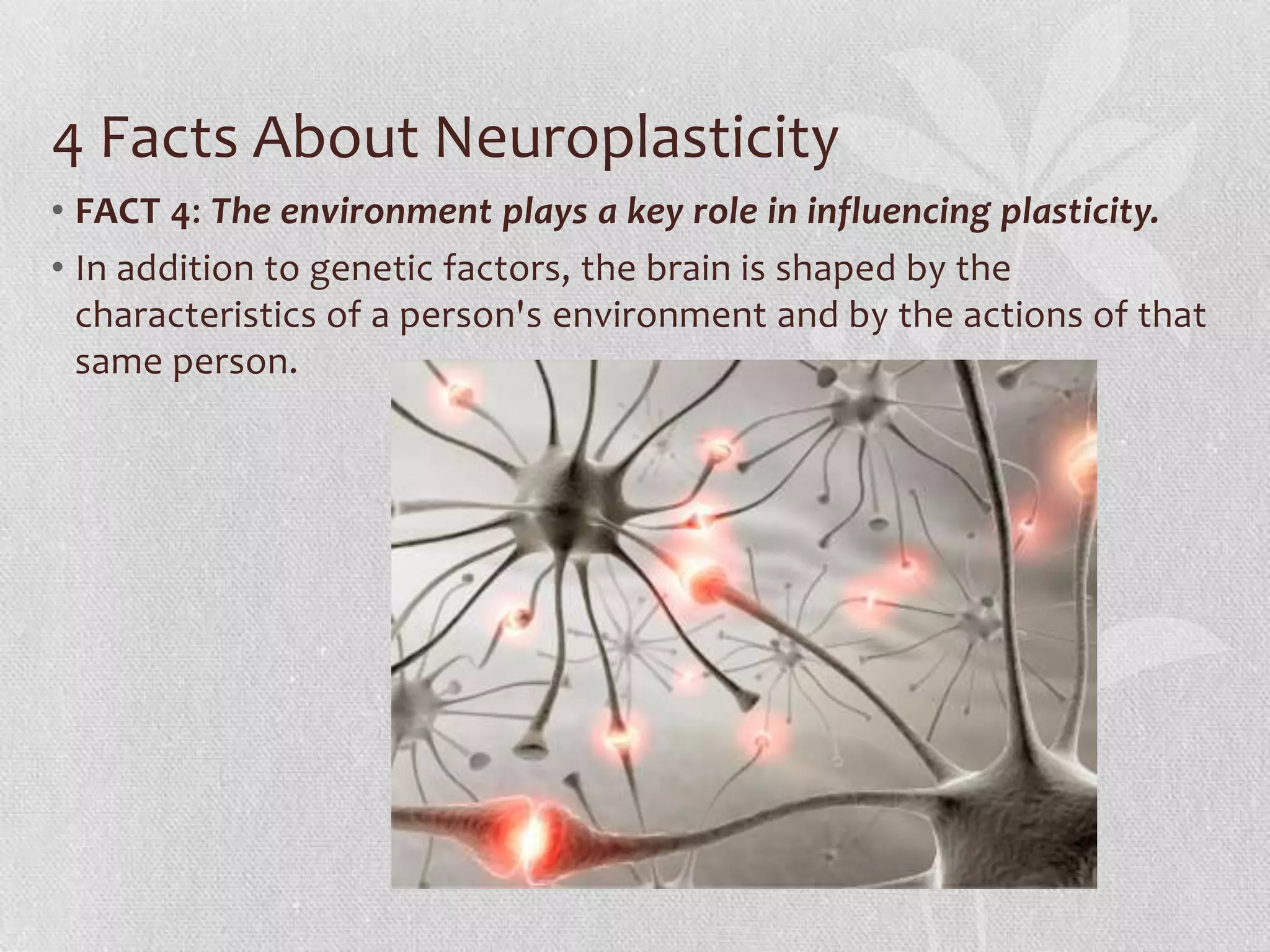Neuroplasticity Psychology IB | PPTX