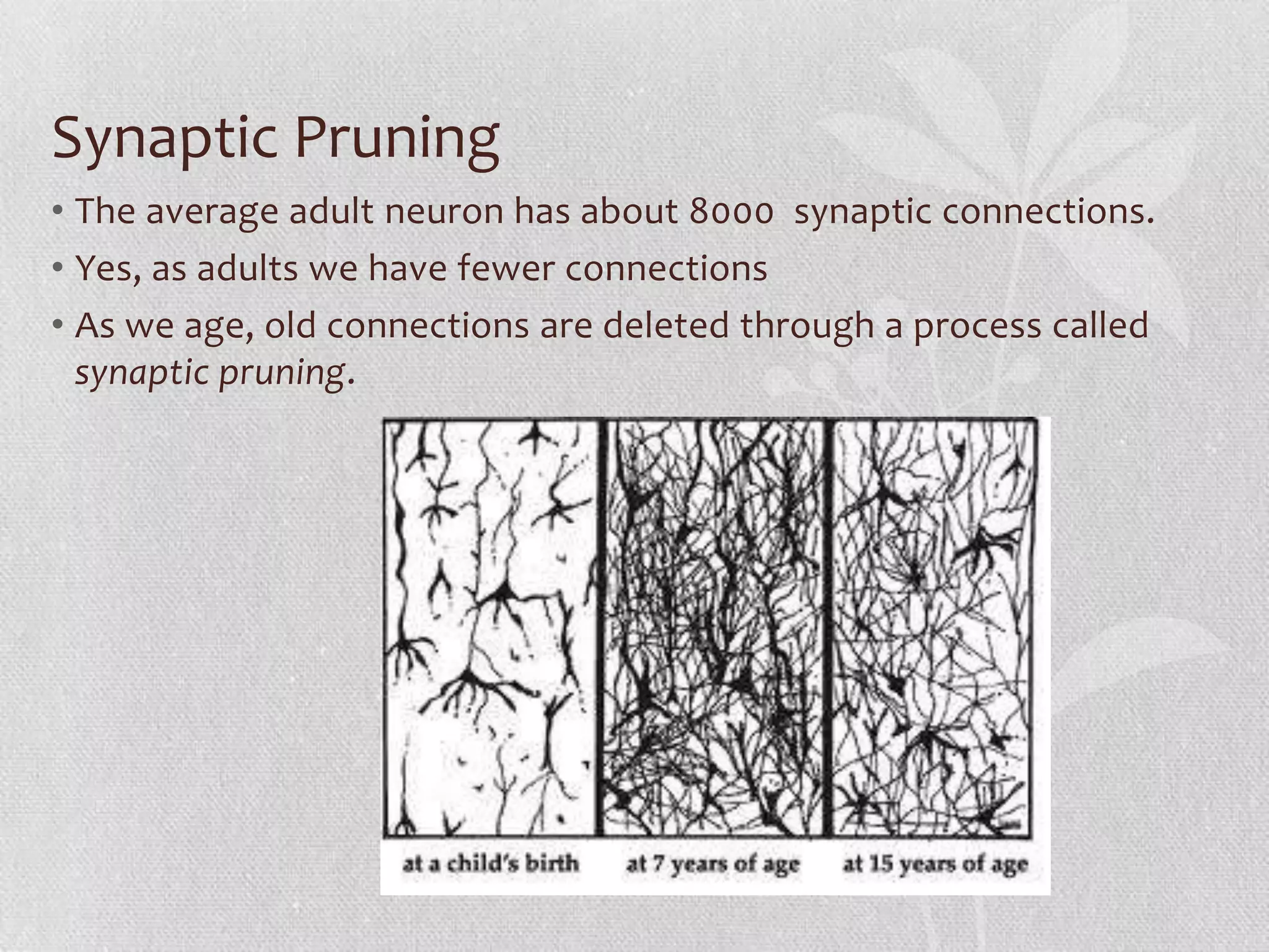 Neuroplasticity Psychology IB | PPTX