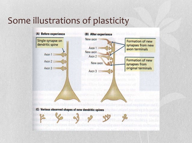 Neuroplasticity Psychology IB | PPTX | Brain and Nervous System ...