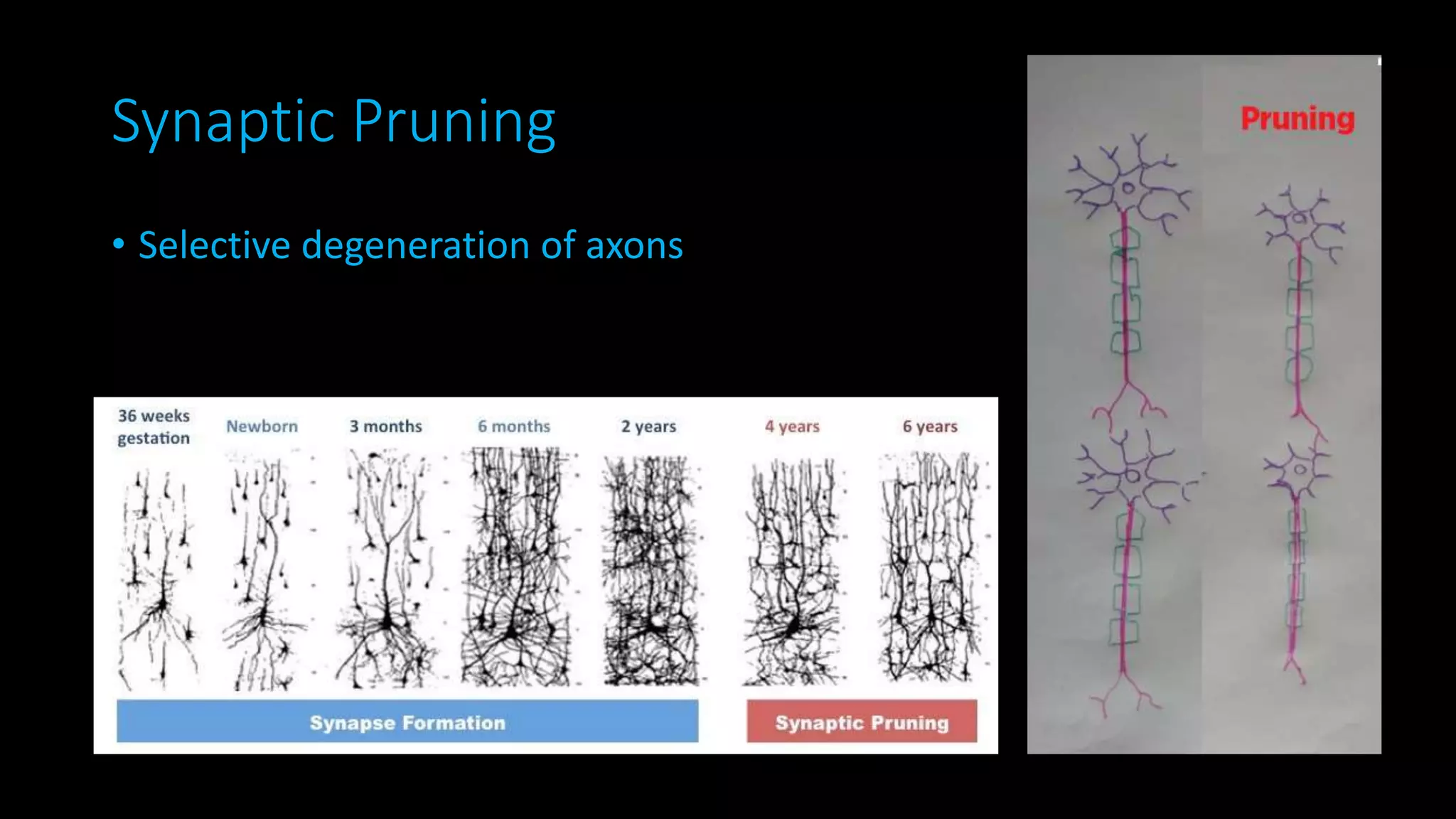 Neuroplasticity: Applications in Neurophysiotherapy by Vipinnath E N | PPTX