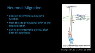 Neuroplasticity: Applications in Neurophysiotherapy by Vipinnath E N | PPTX