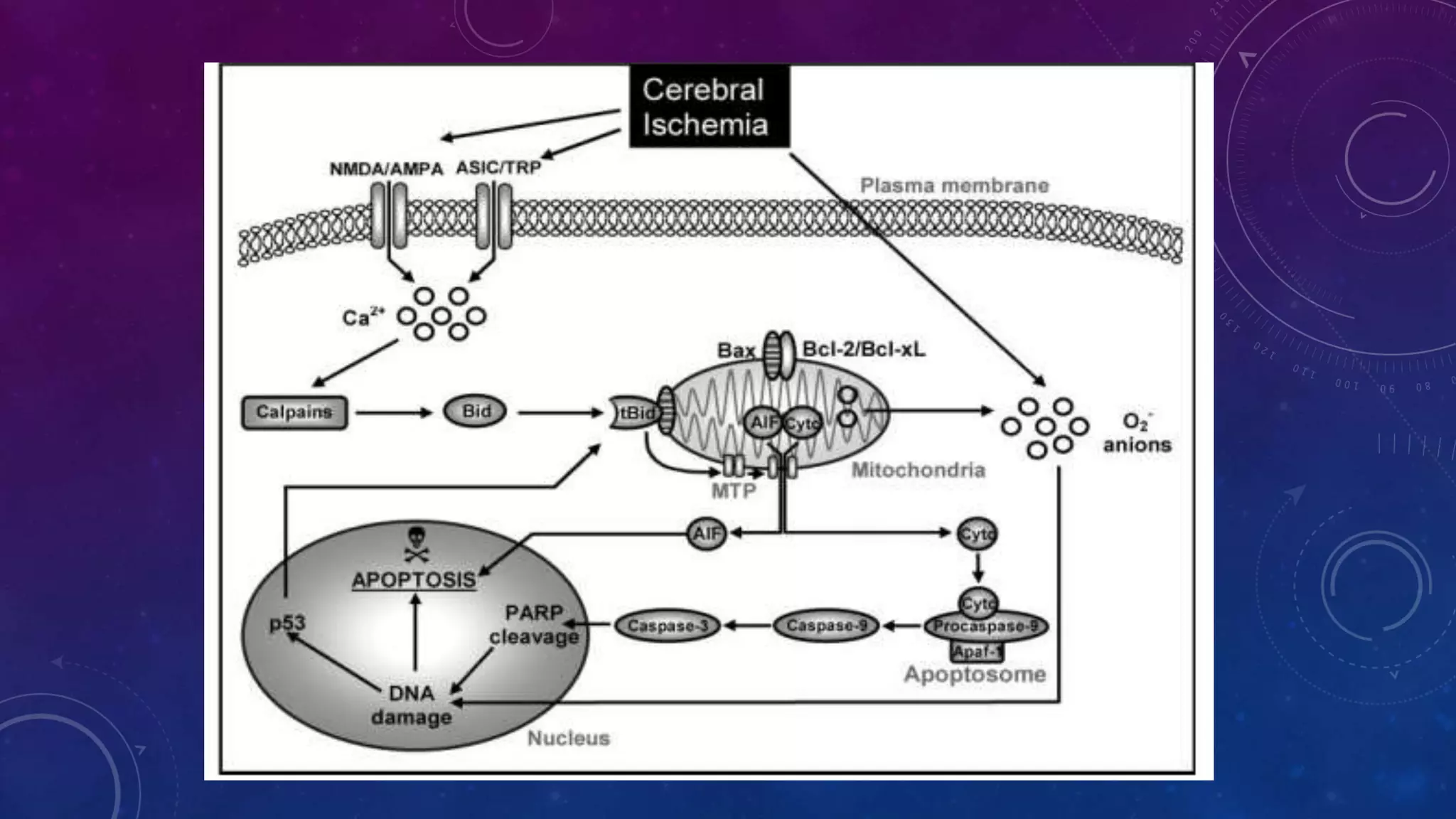 Neuroprotection against cerebral ischemia | PPT