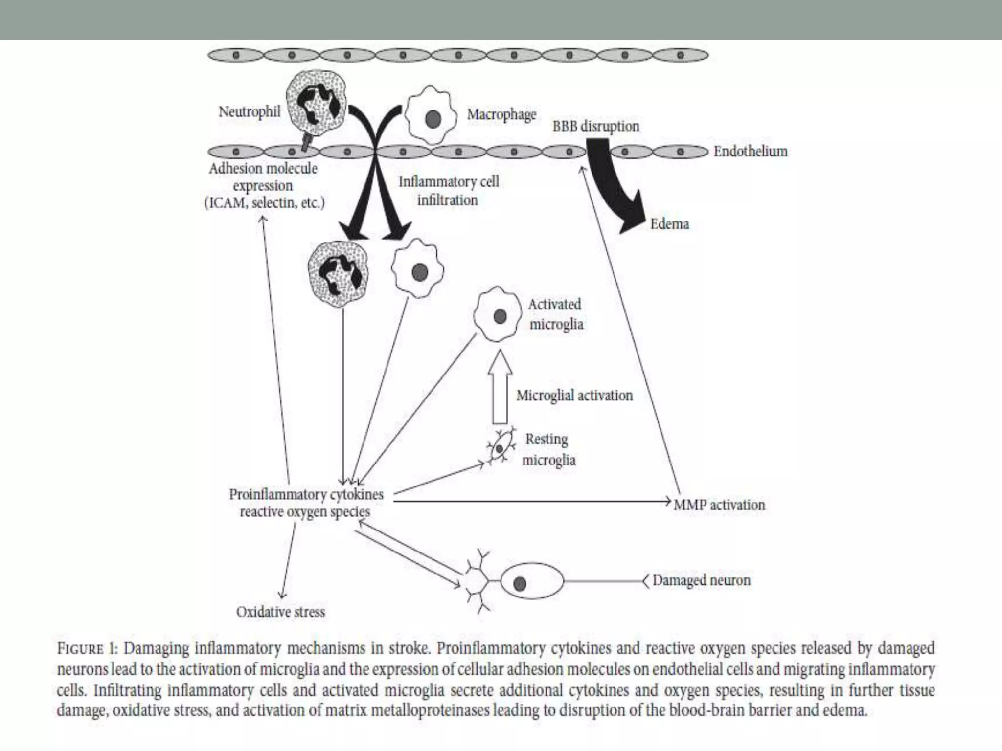 Neuroprotection for stroke | PPTX