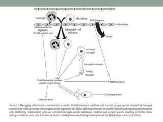 Neuroprotection for stroke | PPTX