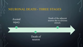 Neuroprotection in glaucoma - A brief review | PPTX