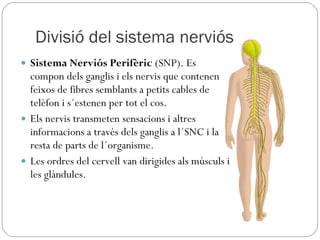 neuropsicologia2 | PPT