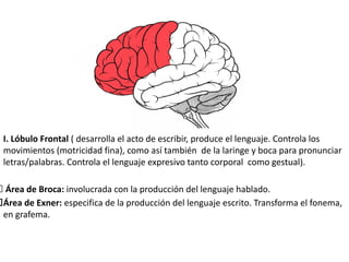 Neuropsicologia y Grafologia aplicada a la escritura | PDF