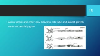 Neuropsychological rehabilitation | PPTX