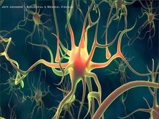 Neuropsychology Power Point Presentation | PPTX